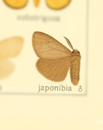 Laelia japonibia · iNaturalist