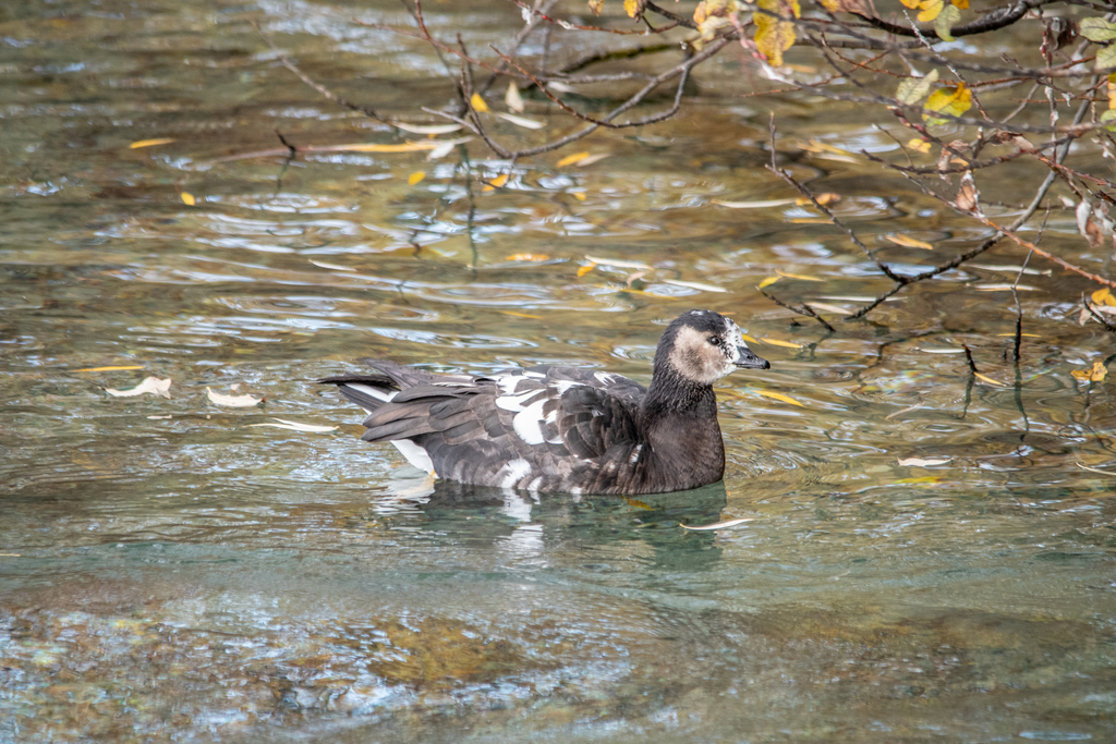Black Geese × Grey Geese (Branta × Anser) - Avian Discovery