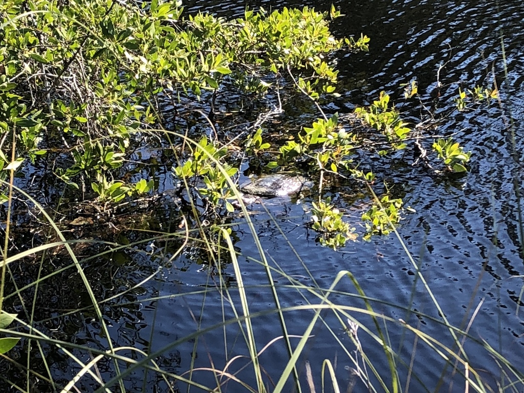 Florida Softshell Turtle from Sanibel Island, Sanibel, FL, US on ...