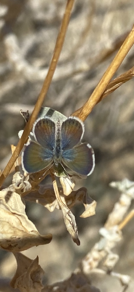 Western Pygmy-Blue from Baker, CA, US on November 27, 2021 at 12:58 PM ...