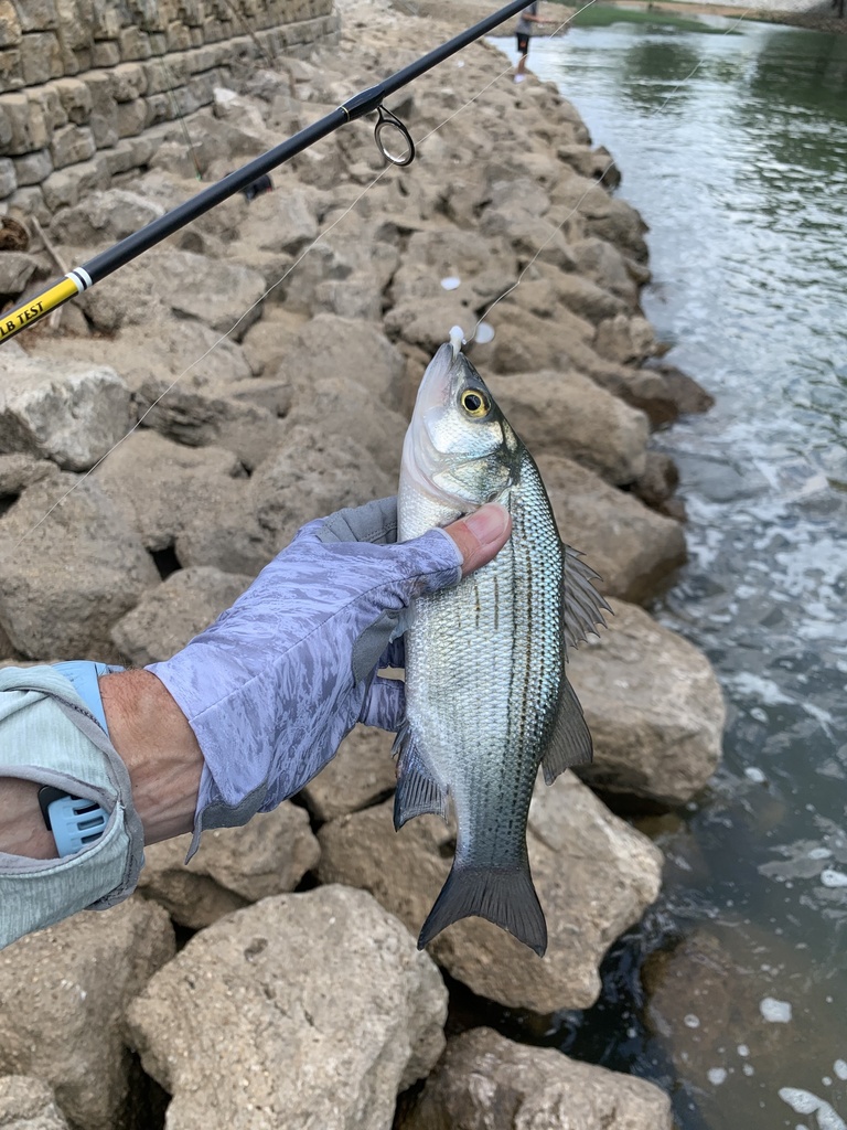 Western Atlantic Temperate Basses from Clearwater Lake on June 10, 2021 ...