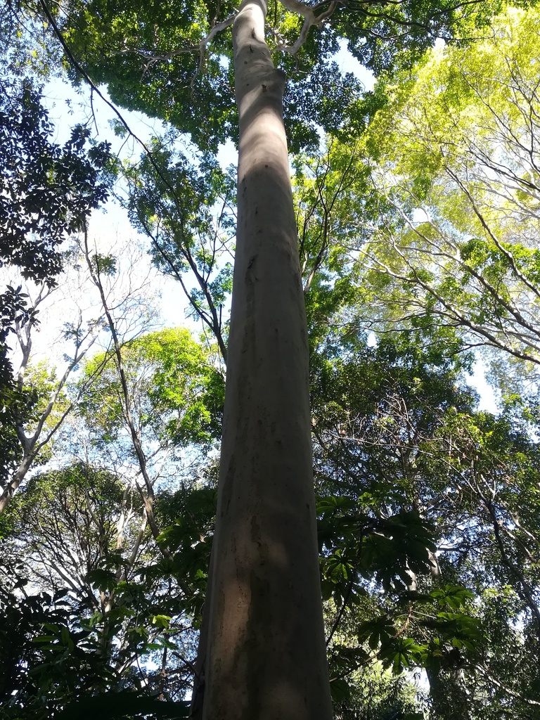 Peruvian almond from La Asunción, Heredia, Belén, 40703, Costa Rica on ...