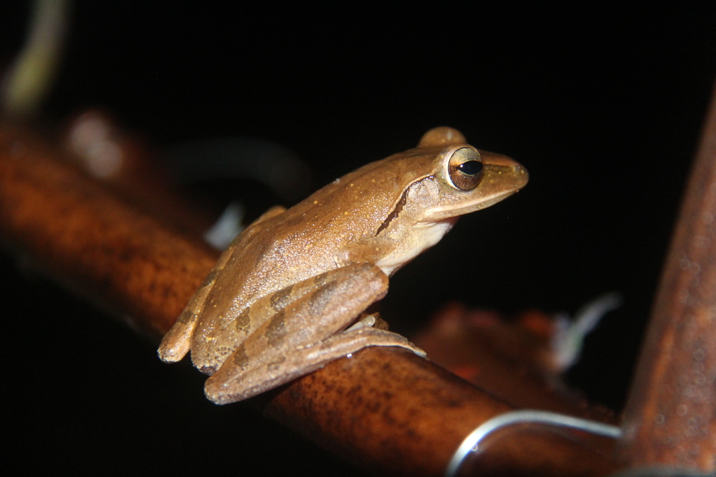 Common Southeast Asian Tree Frog from margoyoso on November 25, 2021 by ...