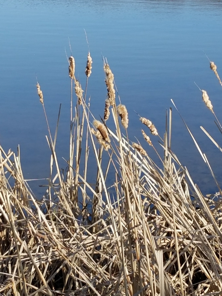 Cattails from Hudson, OH, USA on April 30, 2018 at 06:02 PM by Jonathan ...