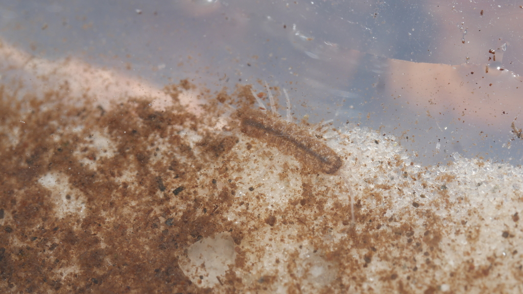 Caecidotea nodula from Accomack County, VA, USA on November 18, 2021 at ...