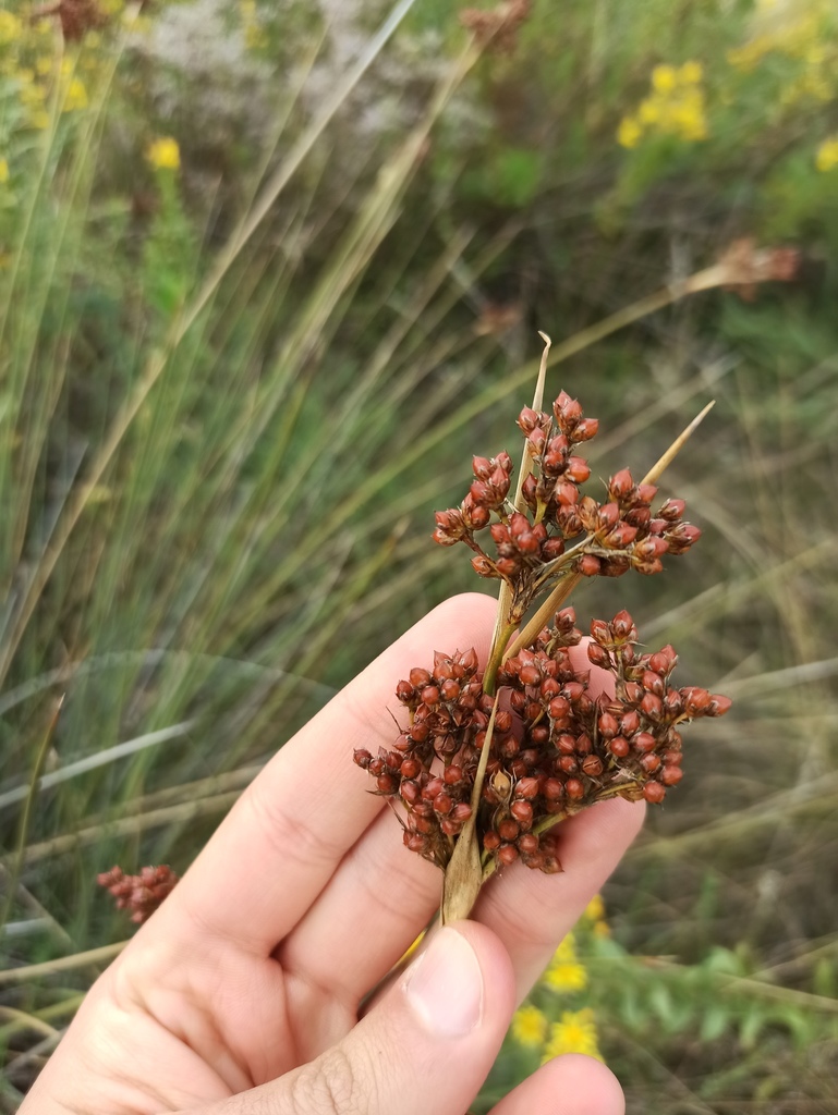 spiny rush from Madrid, Spain on October 05, 2021 at 08:07 PM by ...