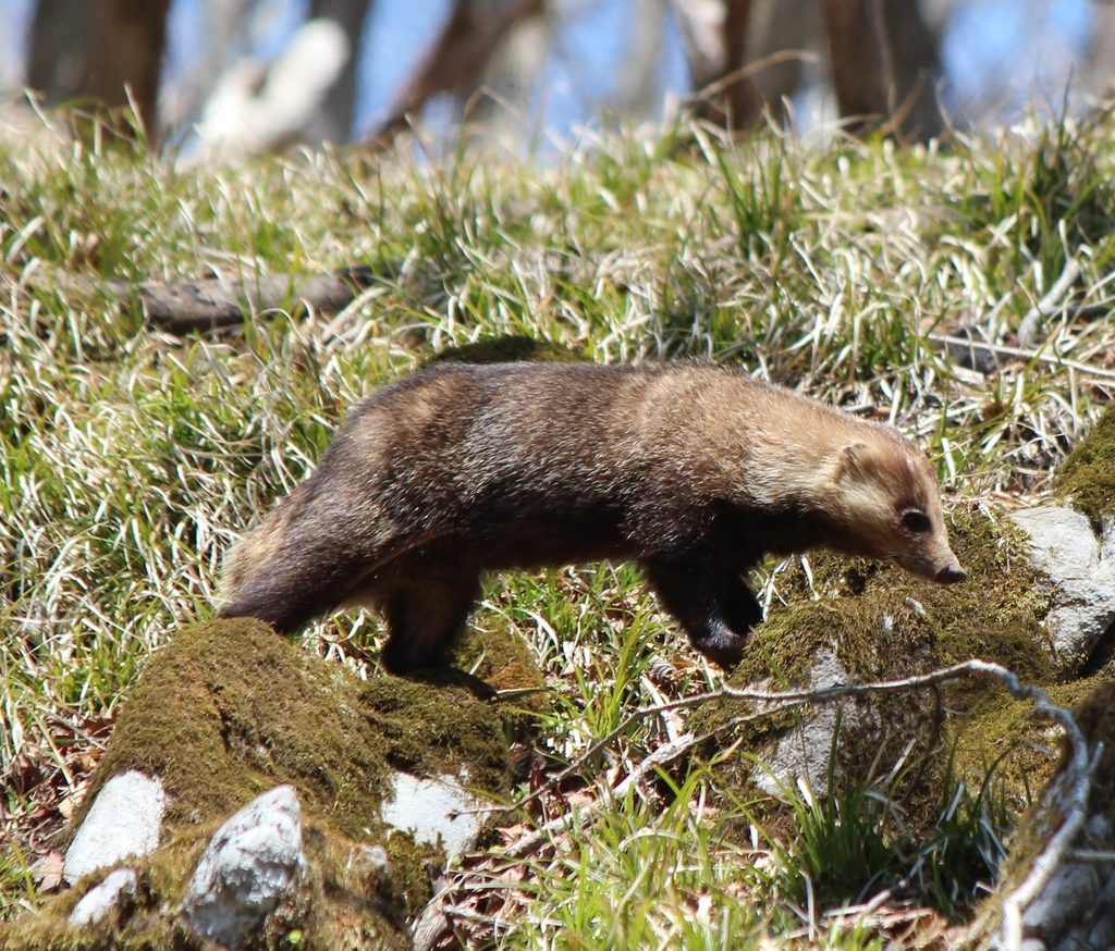 Japanese Badger (Meles anakuma) - Know Your Mammals