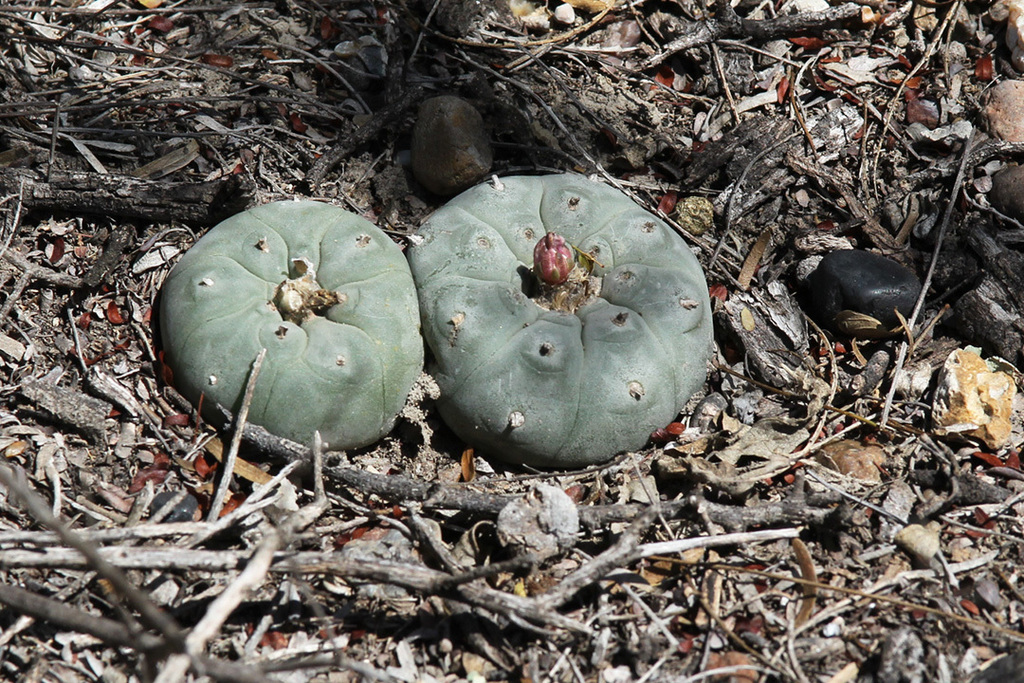 Peyote in March 2014 by Steve Bentsen. Peyote. Lophophora williamsii ...