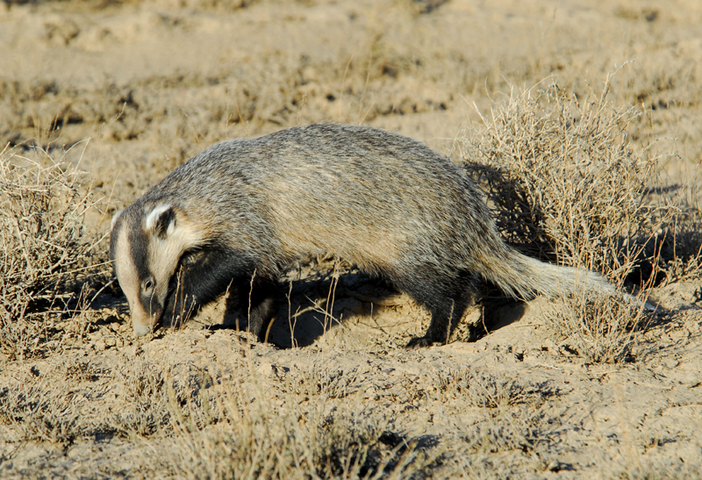Asian Badger (Meles leucurus) - Know Your Mammals