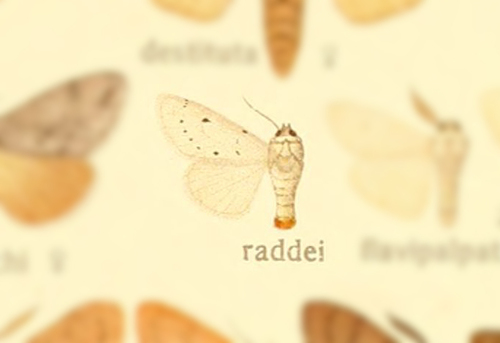 Parocneria raddei · iNaturalist