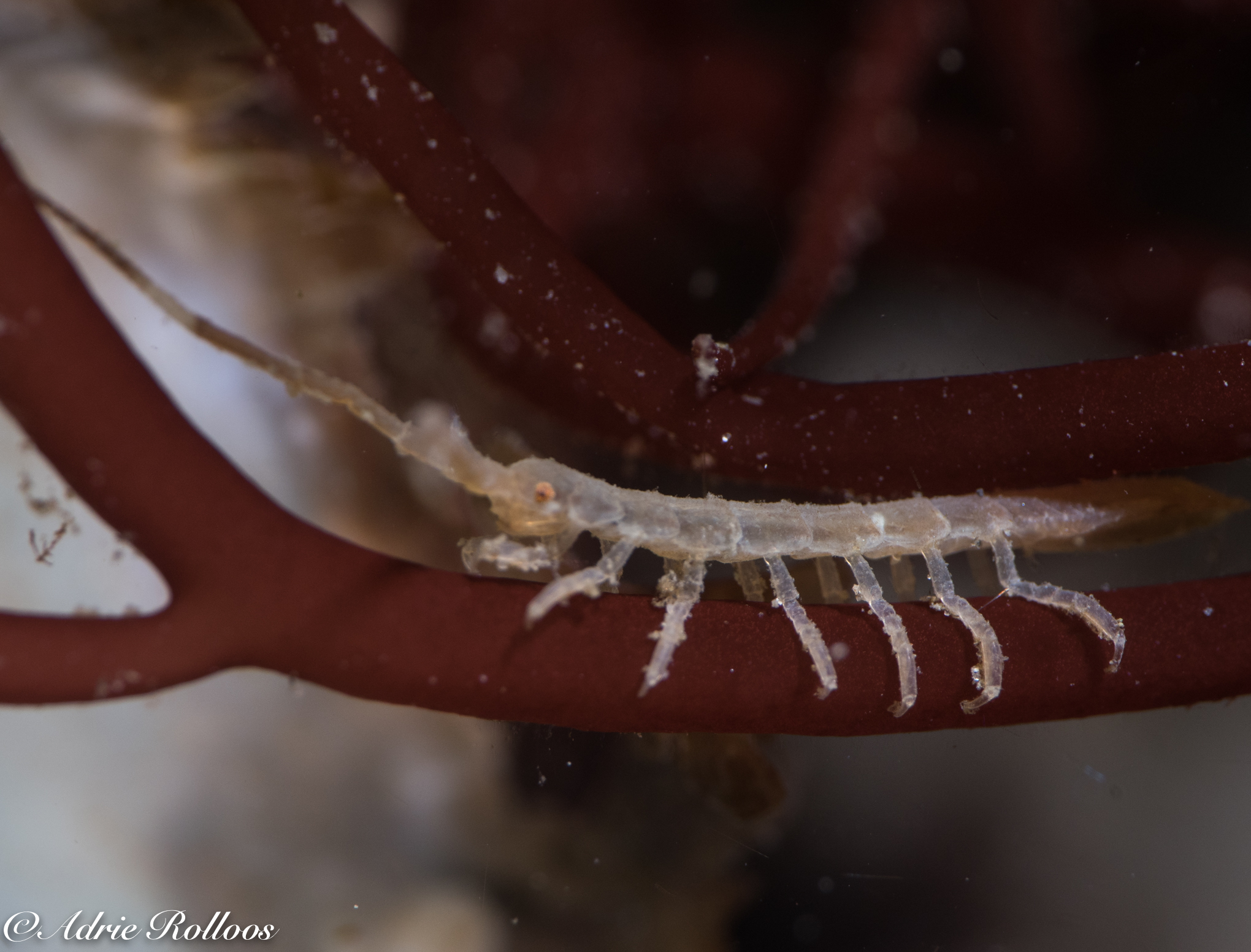 Idotea linearis (Linnaeus, 1767)