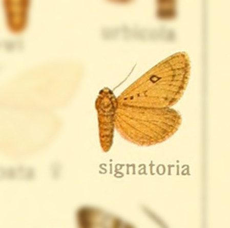 Parocneria signatoria · iNaturalist