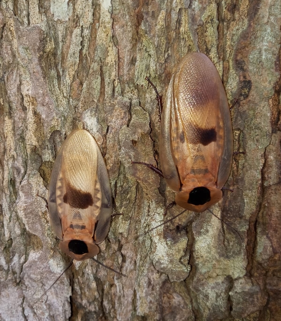 Giant Cave Cockroach from Ollas Abajo on November 28, 2021 at 10:32 AM ...