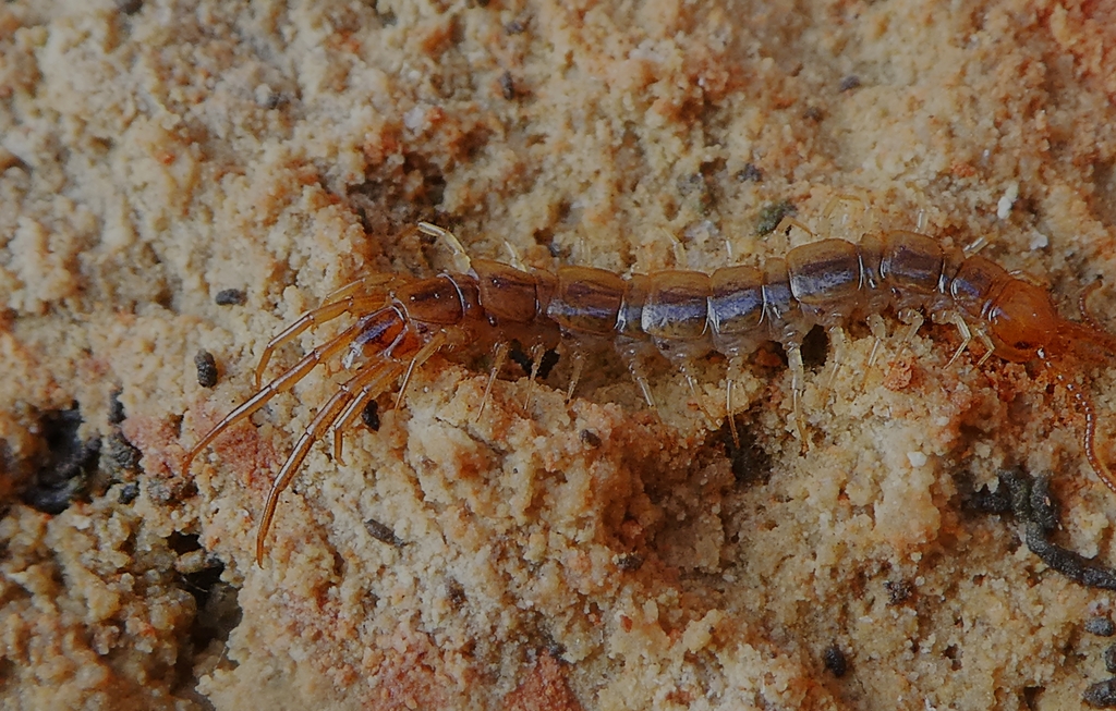 Lithobiidae from Oviedo, Asturias, España on November 29, 2021 at 03:51 ...