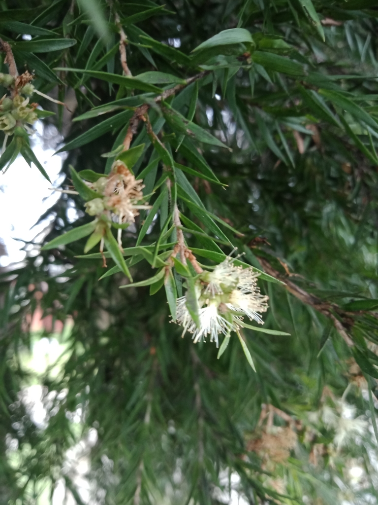 black tea-tree from Mount Pritchard NSW 2170, Australia on November 30 ...
