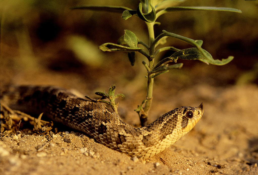 Mexican Hognose Snake in May 2008 by Steve Bentsen. Guajolota Ranch ...