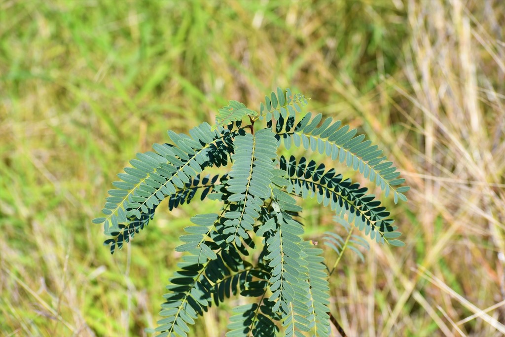 Rattlebush from Calhoun County, TX, USA on November 29, 2021 at 11:39 ...