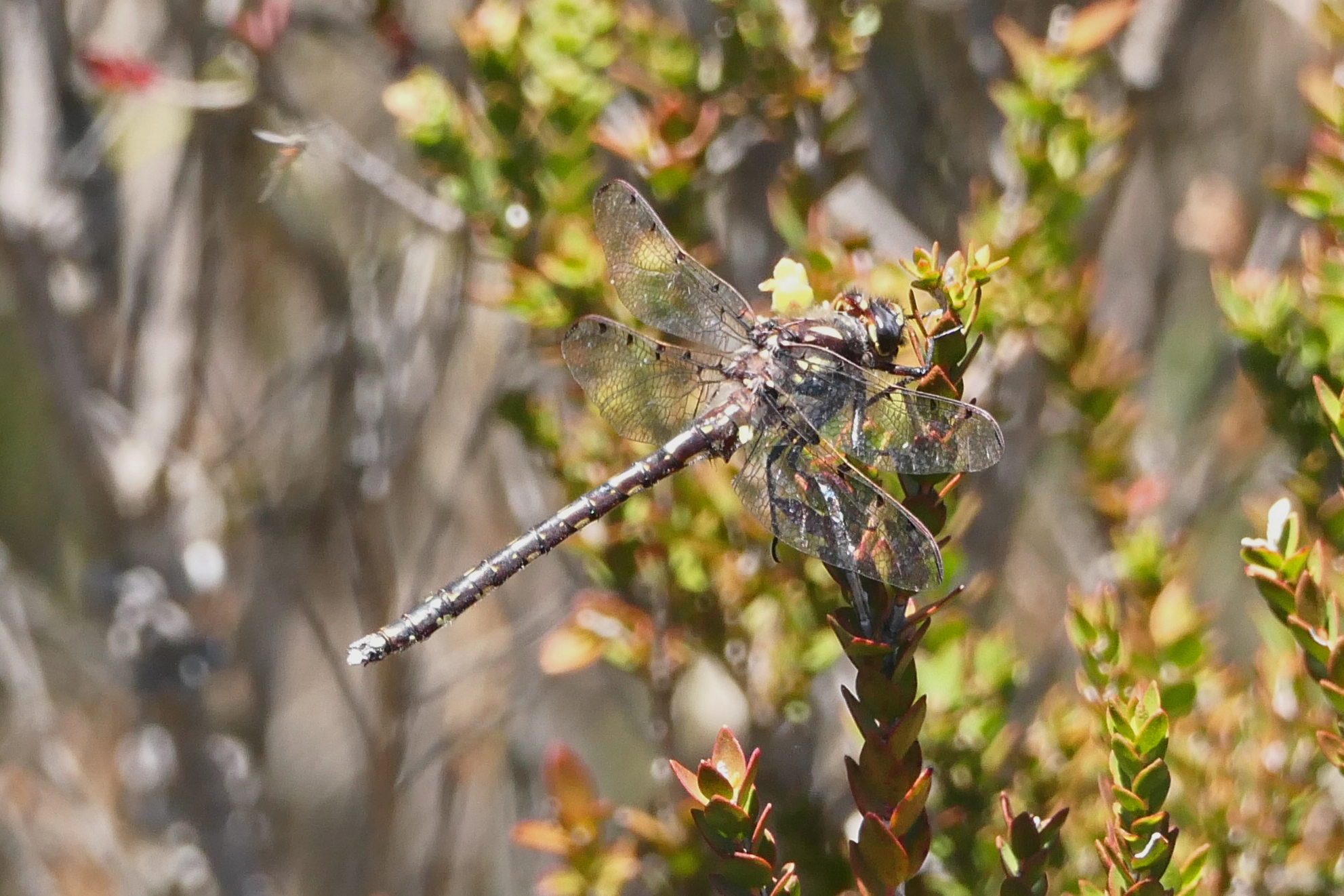 Austropetaliidae