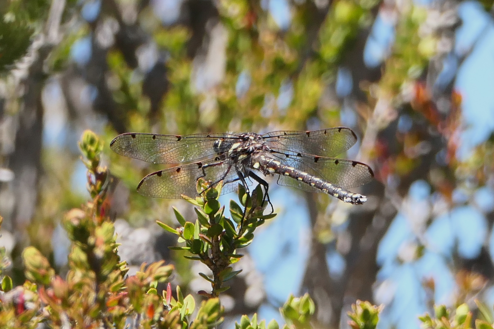Austropetaliidae