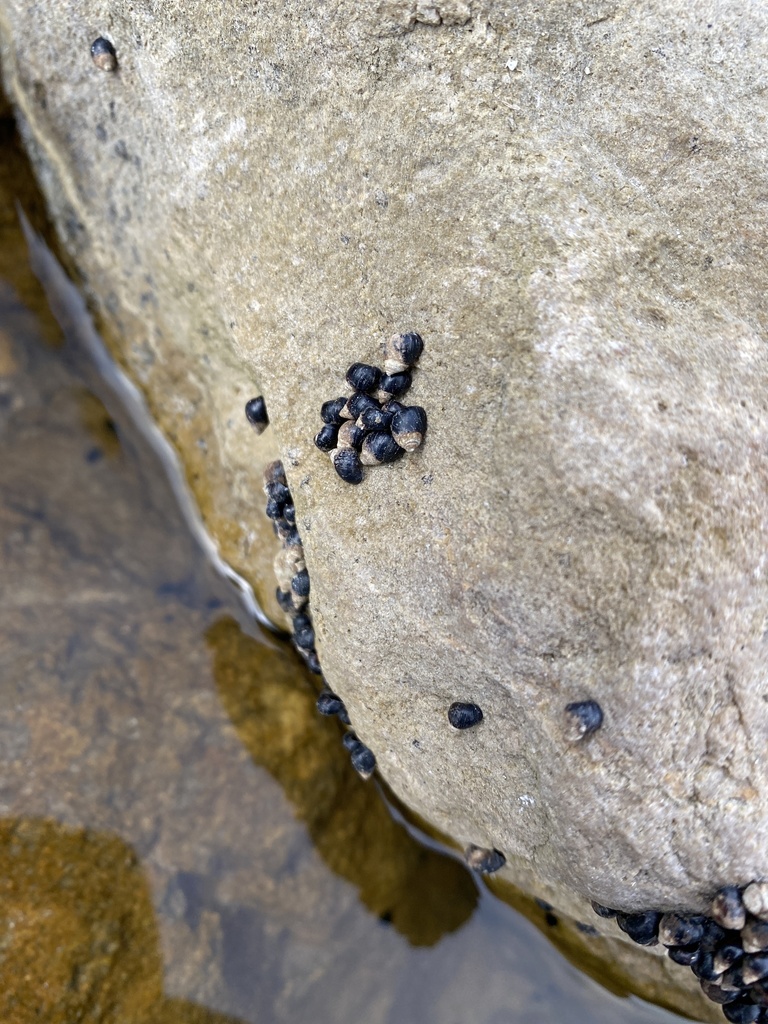 Small Periwinkle (Intertidal species of NE Atlantic) · iNaturalist