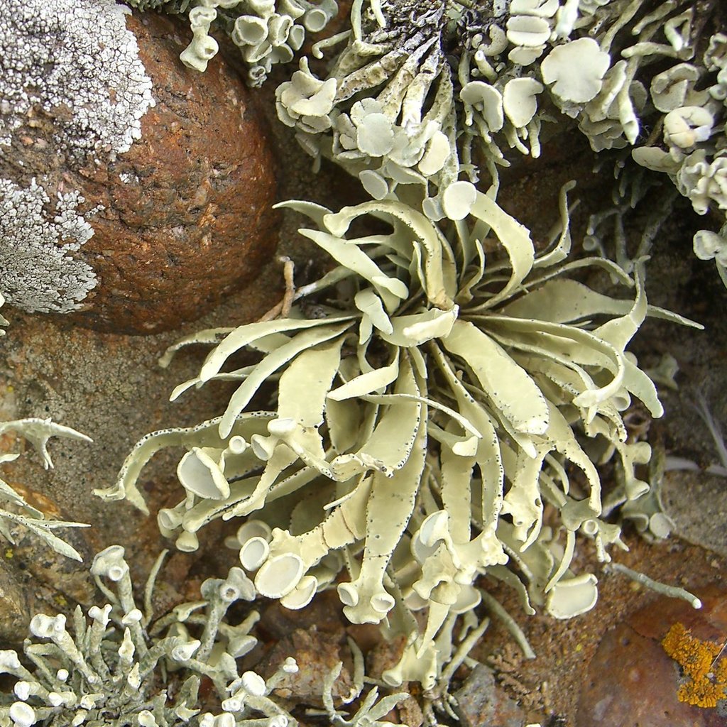 Sea Fog Lichens (Macrolichens Genera of the Pacific Northwest ...