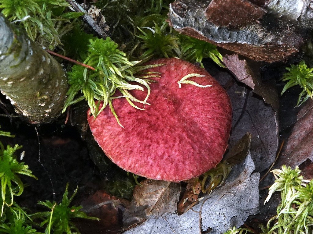 Suillus paluster from Saint-Martin Road, Cocagne, Kent County, NB ...