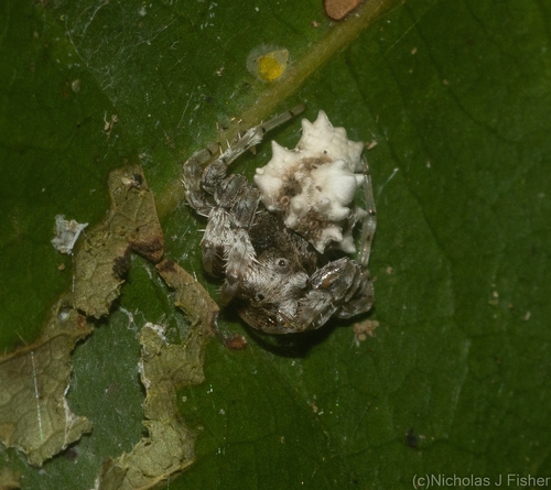 Arkys multituberculatus · iNaturalist