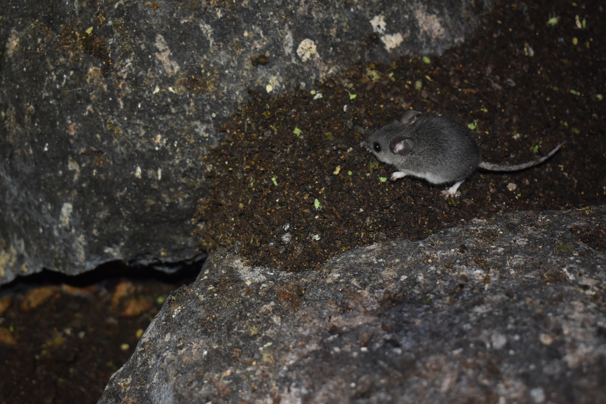 Peromyscus furvus J.A.Allen & Chapman, 1897