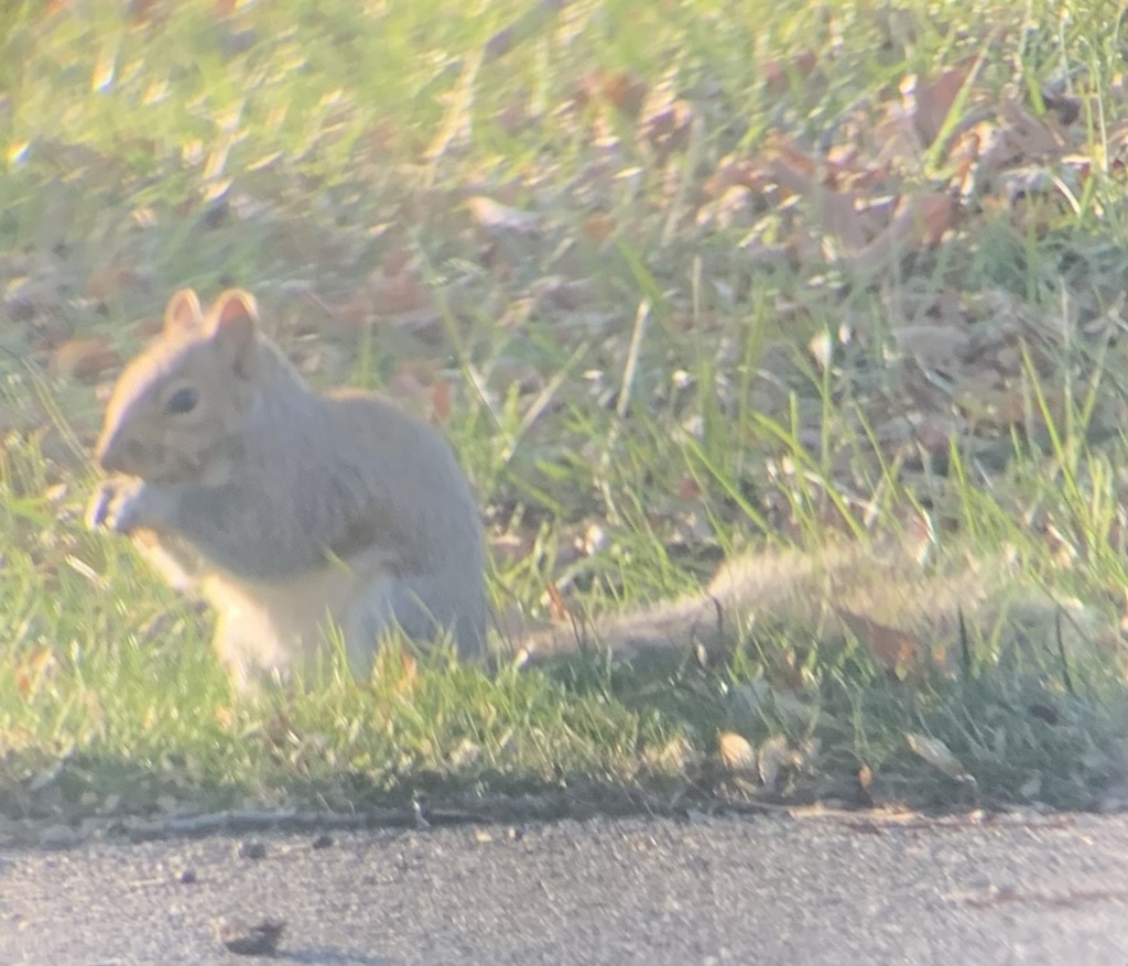 Eastern Gray Squirrel from Medina, MN, US on November 29, 2021 at 03:21 ...