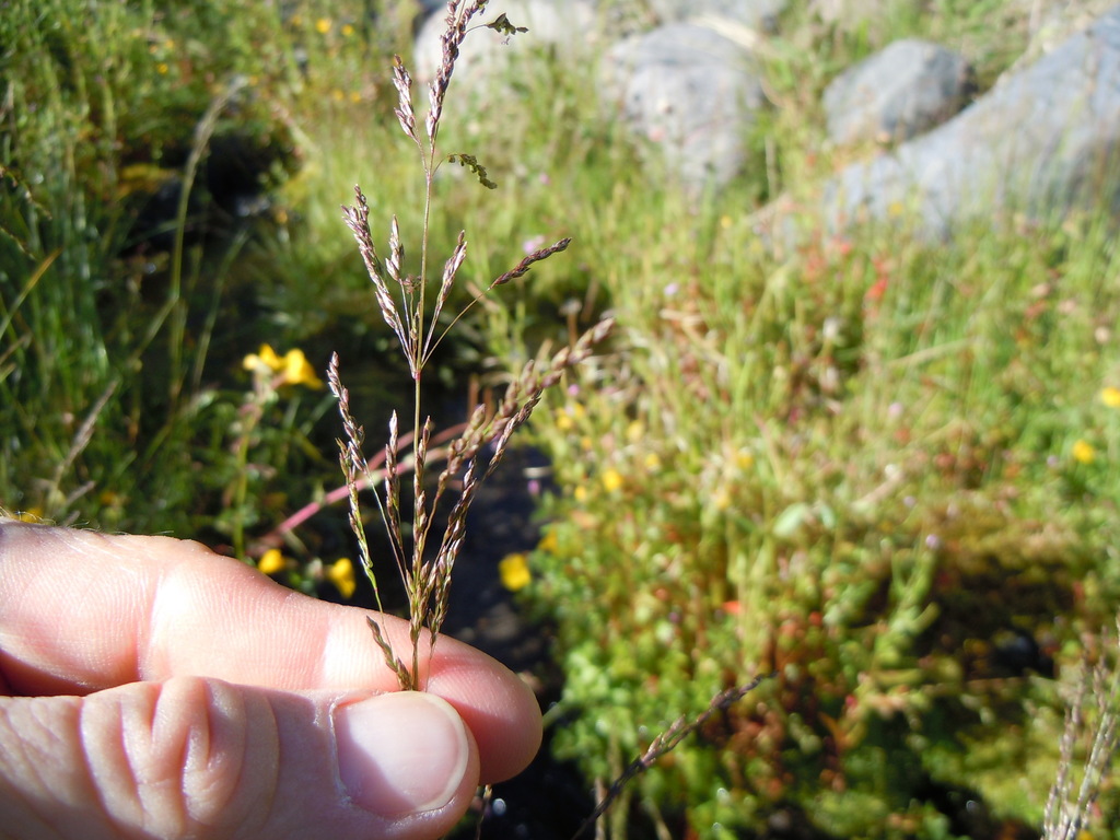 nuttall's alkali grass (Native Grasses, Ferns, and Mosses of Golden ...