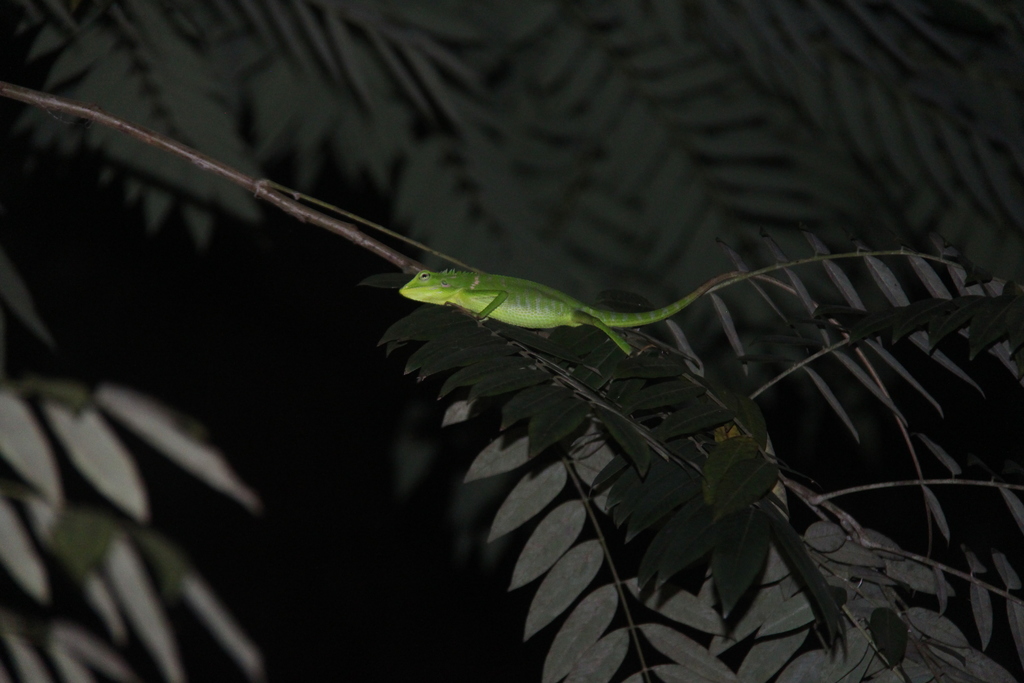 Great Crested Canopy Lizard from muria on November 28, 2021 by ...