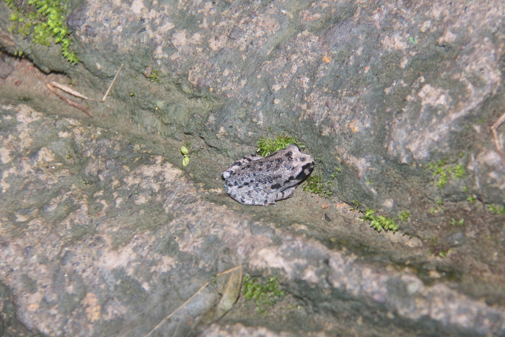 Java Spadefoot Toad from muria on November 28, 2021 by noviakumala ...