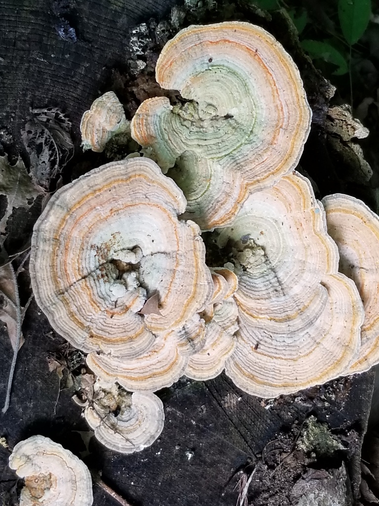 Gilled Polypore from Washington County, MD, USA on September 11, 2021 ...