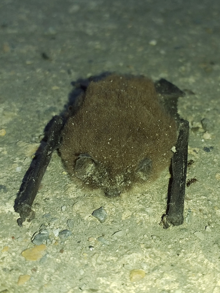 Spix's Disk-winged Bat from Nocaima on November 29, 2021 at 05:10 PM by ...