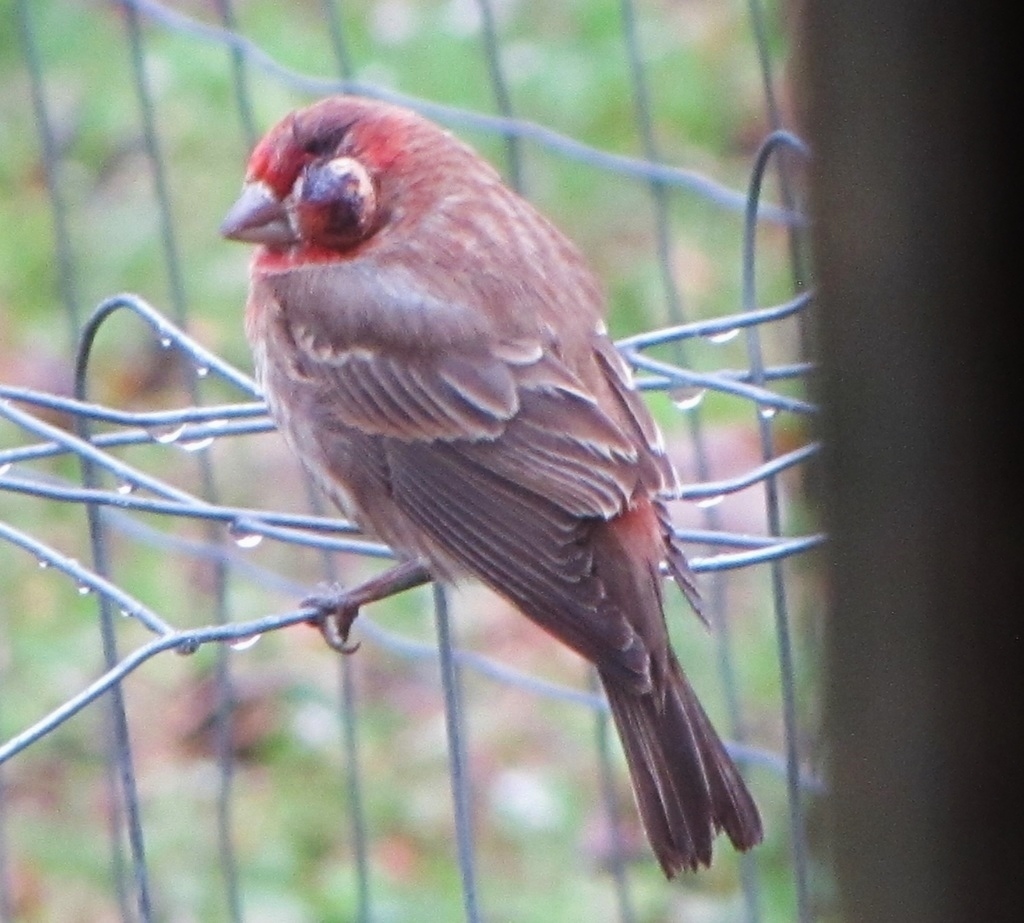 Avian Mycoplasmosis from Bertonley Ave, Charlotte, NC 28211, USA on ...