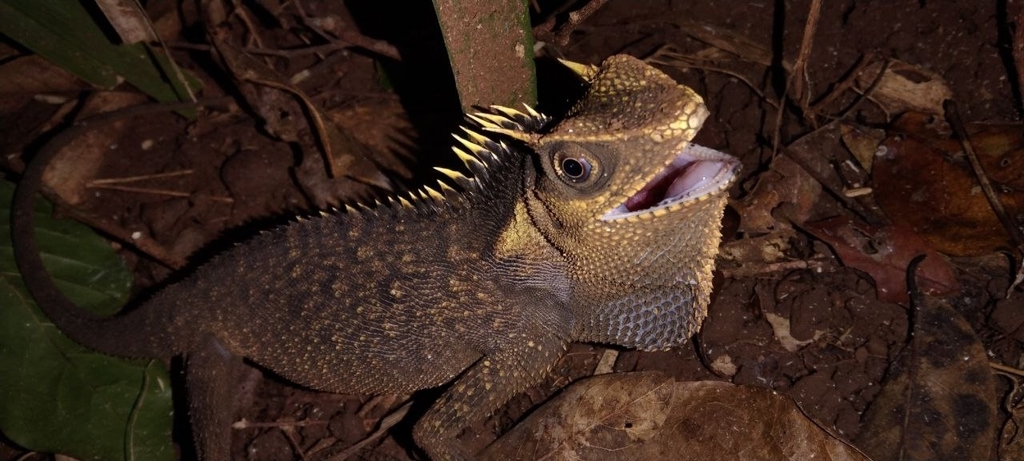 Green Pricklenape in November 2021 by Kyle Winney · iNaturalist