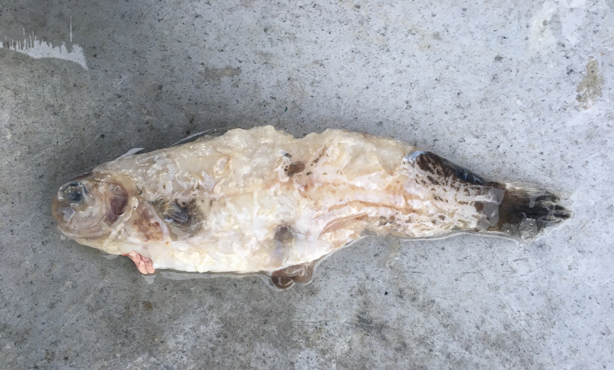 Zaprora silenus Jordan, 1896