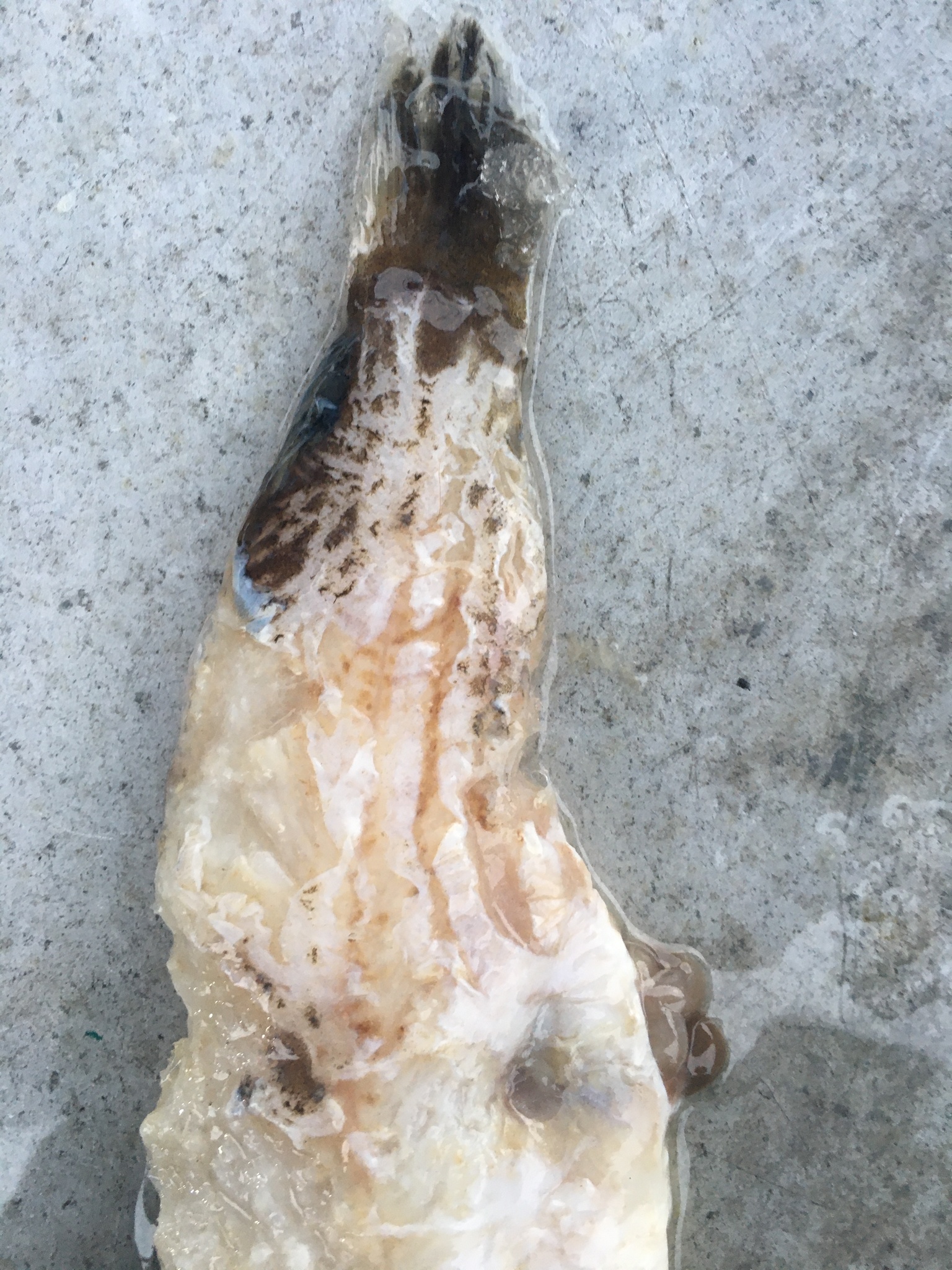 Zaprora silenus Jordan, 1896