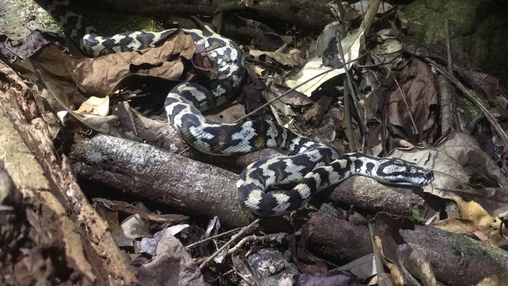 Jungle Carpet Python from Cape Tribulation, QLD, AU on November 24 ...