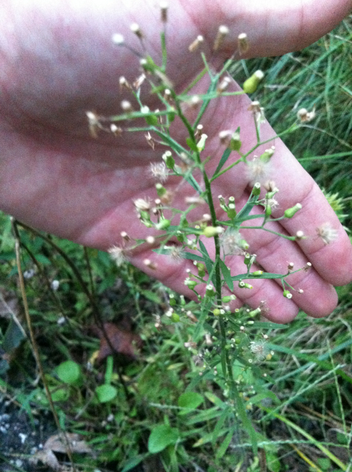 Conyza canadensis (ANC Plants) · iNaturalist