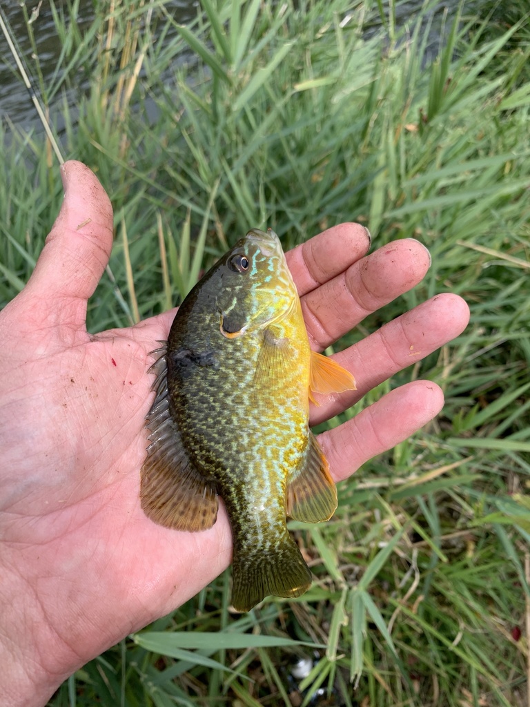 Pumpkinseed × Green Sunfish from Minnechaduza Creek, Valentine, NE, US ...