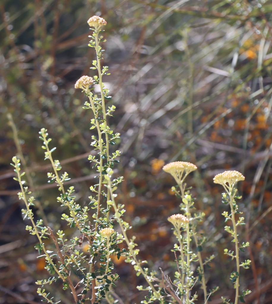 Grey Everlasting from Brisbane Ranges, VIC on October 31, 2021 at 02:22 ...