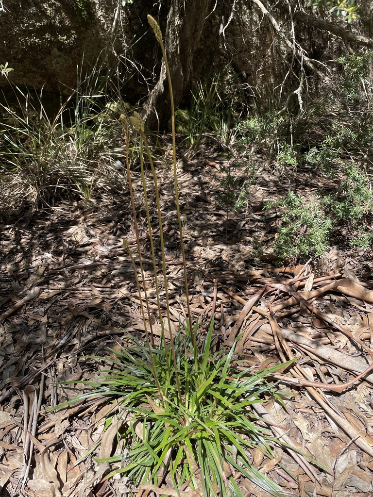 Thrift-leaved Triggerplant from Mount Buffalo National Park, Mount ...