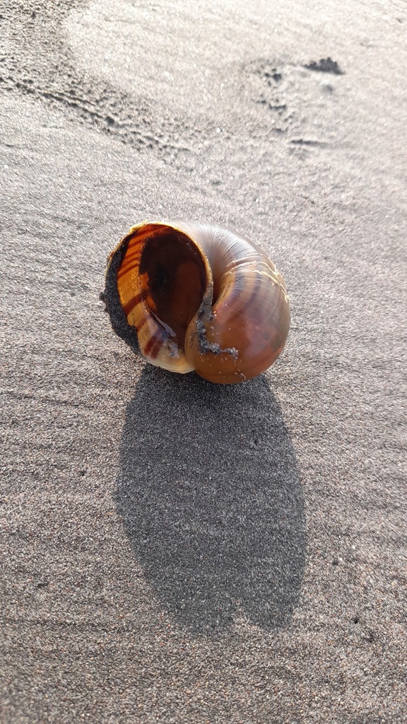 Apple Snails from Parangtritis Beach, Special Region of Yogyakarta ...