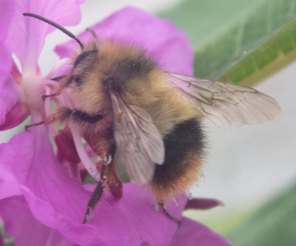 Fuzzy-Horned Bumble Bee from Sitka, AK, USA on July 10, 2021 at 07:20 ...