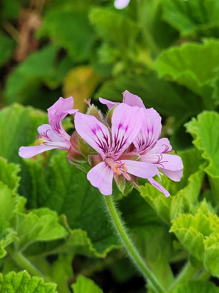 grapeleaf geranium from Assagaaiboskloof trail, Hottentots Holland ...