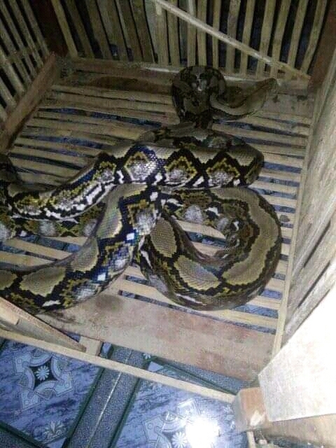 Reticulated Python from Padang Panjang, Padang Panjang City, West ...