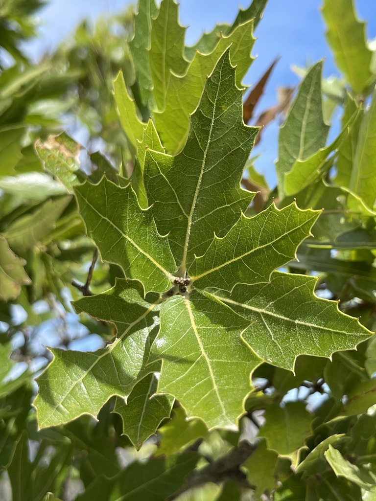(Quercus devia) - Botanical Realm