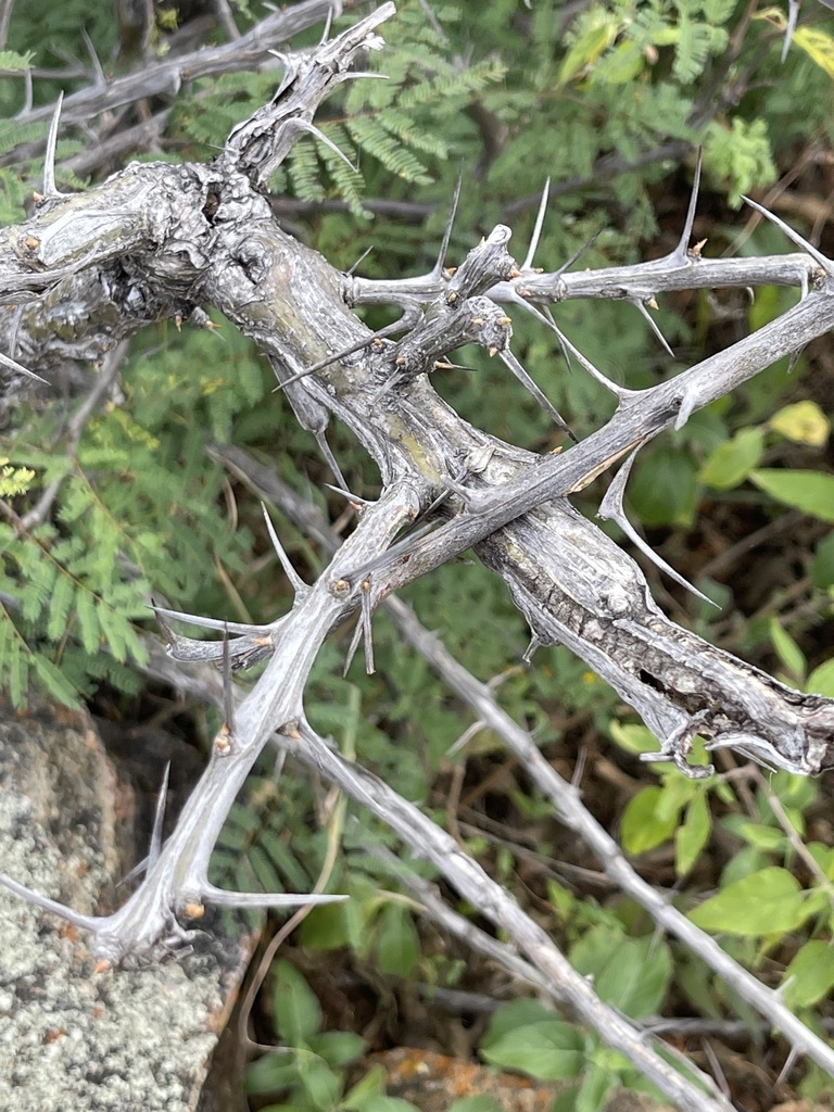 Adam's tree in November 2021 by Glenn Ehrenberg · iNaturalist