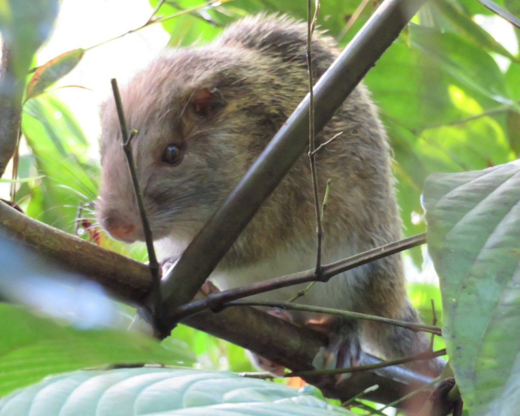 Dactylomys (生肖之鼠 of the world part 1) · iNaturalist